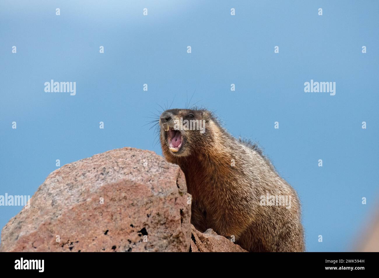 Marmot on a rock, screaming, on the Beartooth Highway near Red Lodge ...