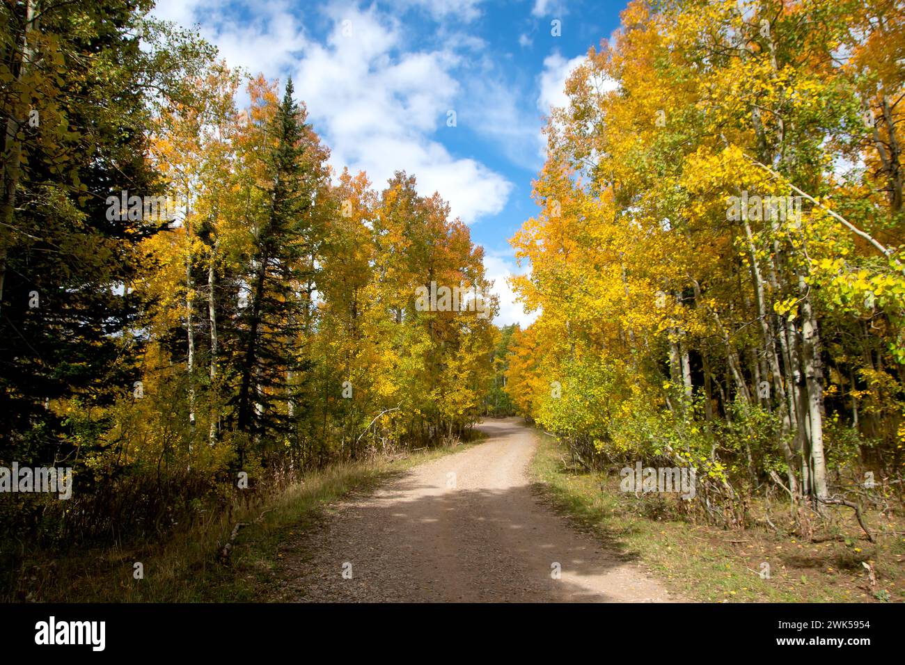 Dirt road near Bear Lake, Utah, in the fall, with aspen trees changing ...