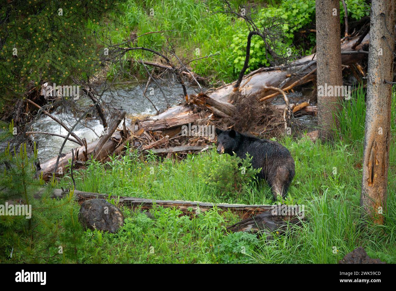 Black bear pine tree hi-res stock photography and images - Alamy