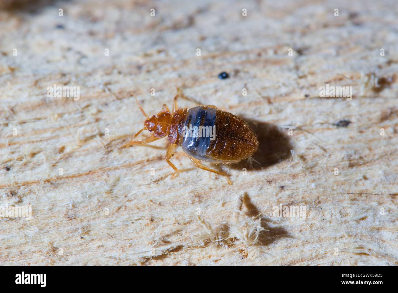 Cimex pipistrelli, European bat bug Stock Photo - Alamy