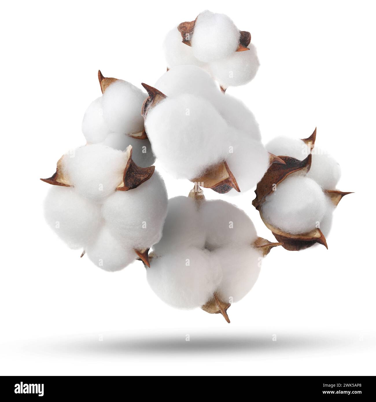 Beautiful cotton flowers falling on white background Stock Photo - Alamy