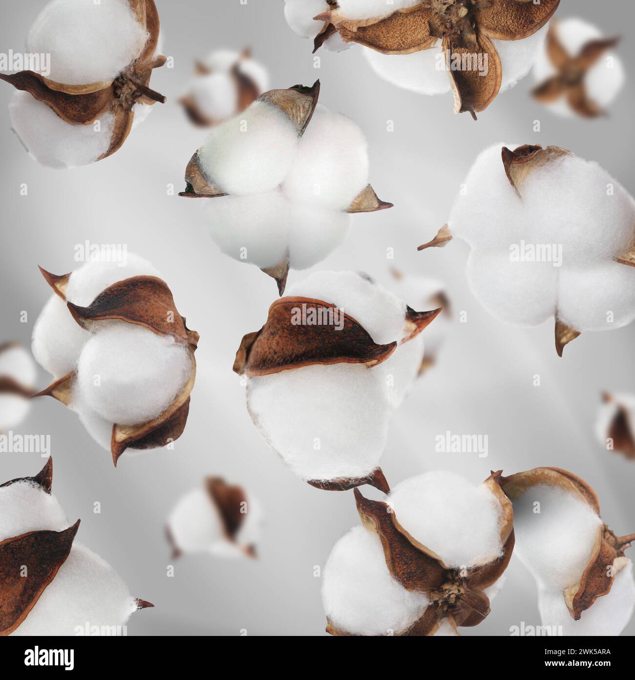 Beautiful cotton flowers falling on grey background Stock Photo - Alamy