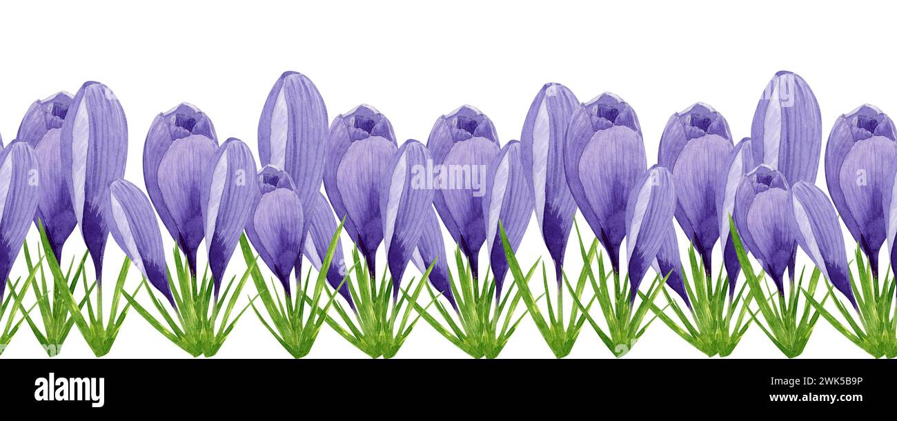 Purple crocuses spring flowers seamless border. Hand painted watercolor ...