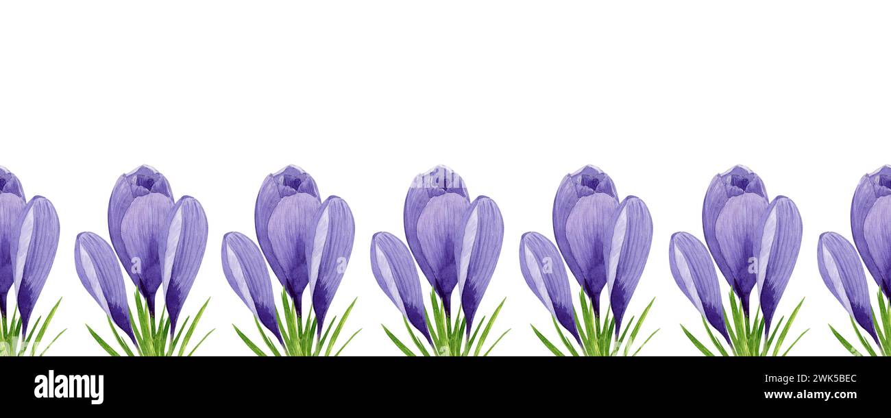 Purple crocuses spring flowers seamless border. Hand painted watercolor ...
