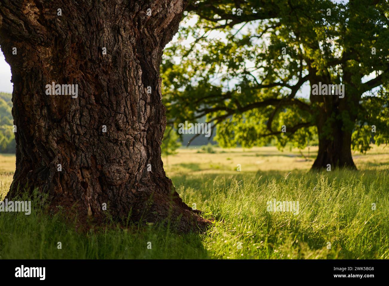 Huge centennial oak tree in hi-res stock photography and images - Alamy
