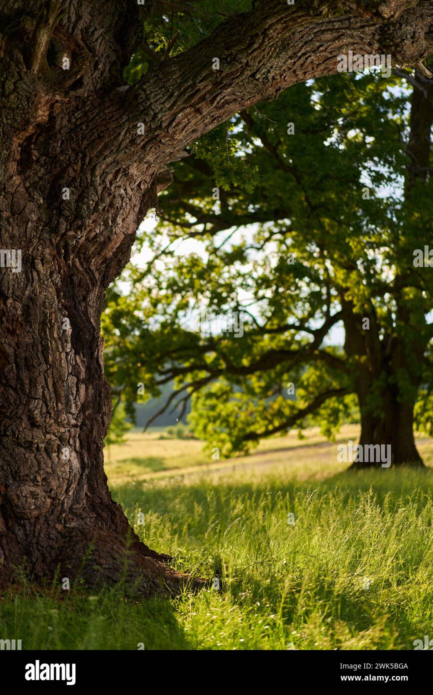Giant oak centennial tree hi-res stock photography and images - Alamy