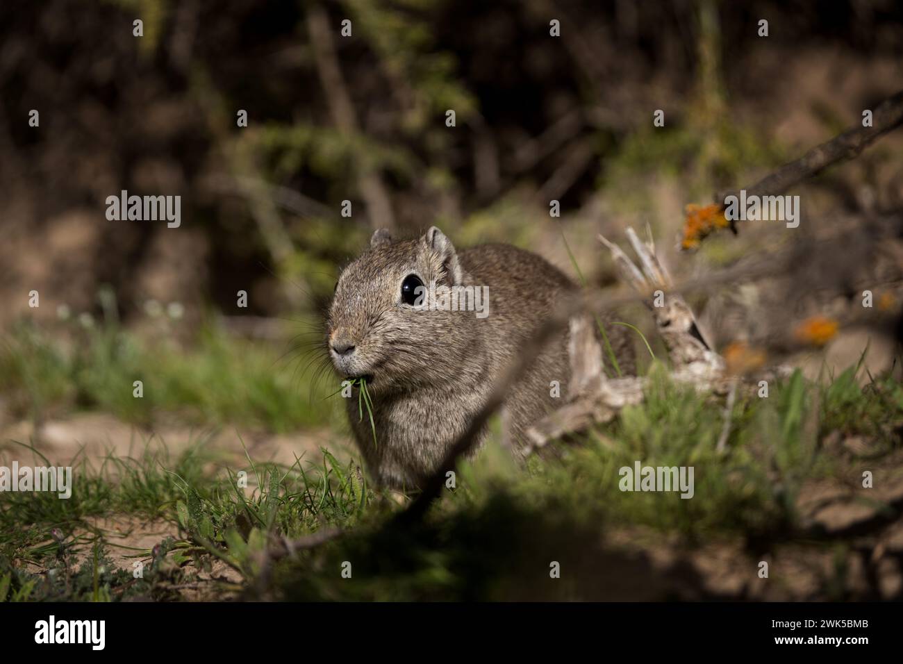 Mountain cavy is feeding in the bushes. Small rodent on peninsula ...