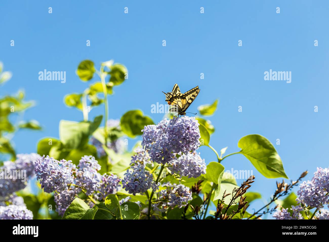 colorful swallowtail butterfly on a branch of blooming lilac Stock ...