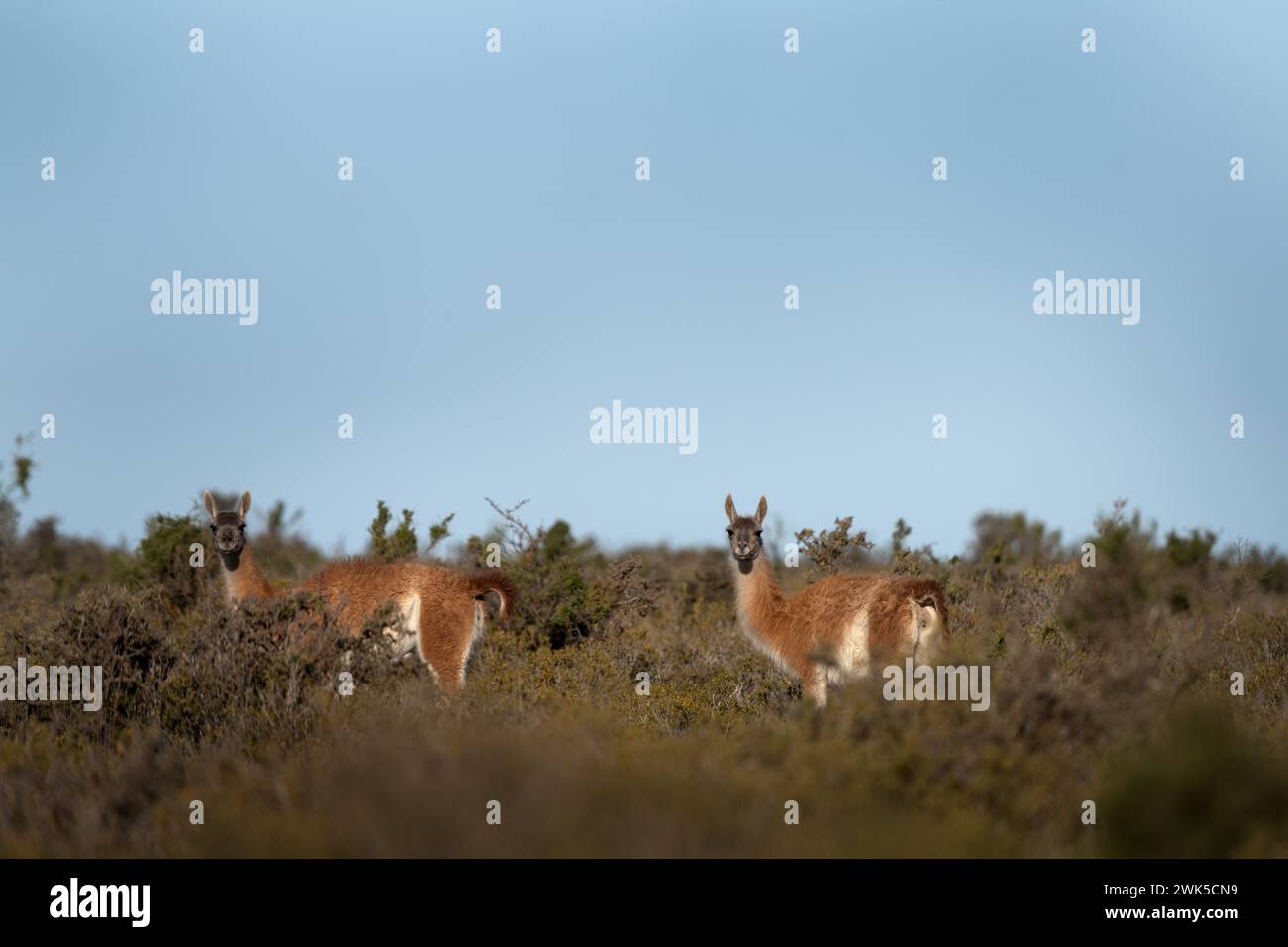 Lama puma hi-res stock photography and images - Alamy