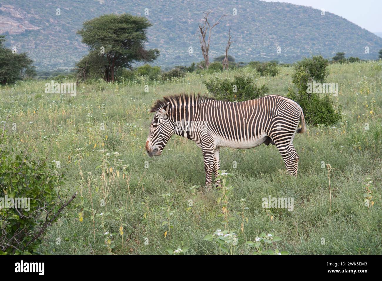 Panda milia somali hi-res stock photography and images - Alamy