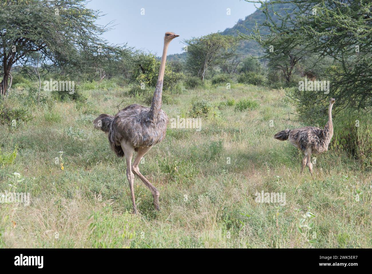 Female Somali ostrich (Struthio molybdophanes Stock Photo - Alamy
