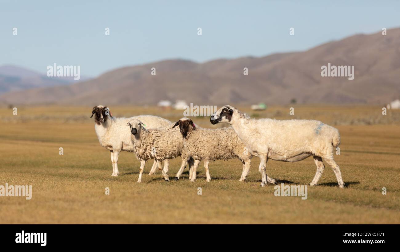 Four sheep from a nomadic tribe graze in the lowlands of central ...