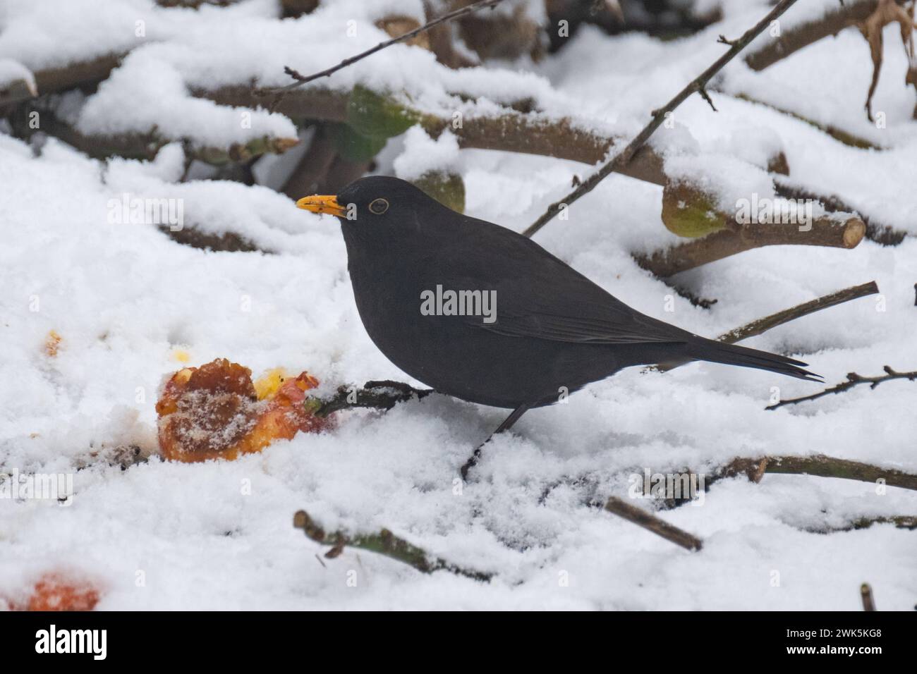 15 januar 2024 hi-res stock photography and images - Alamy