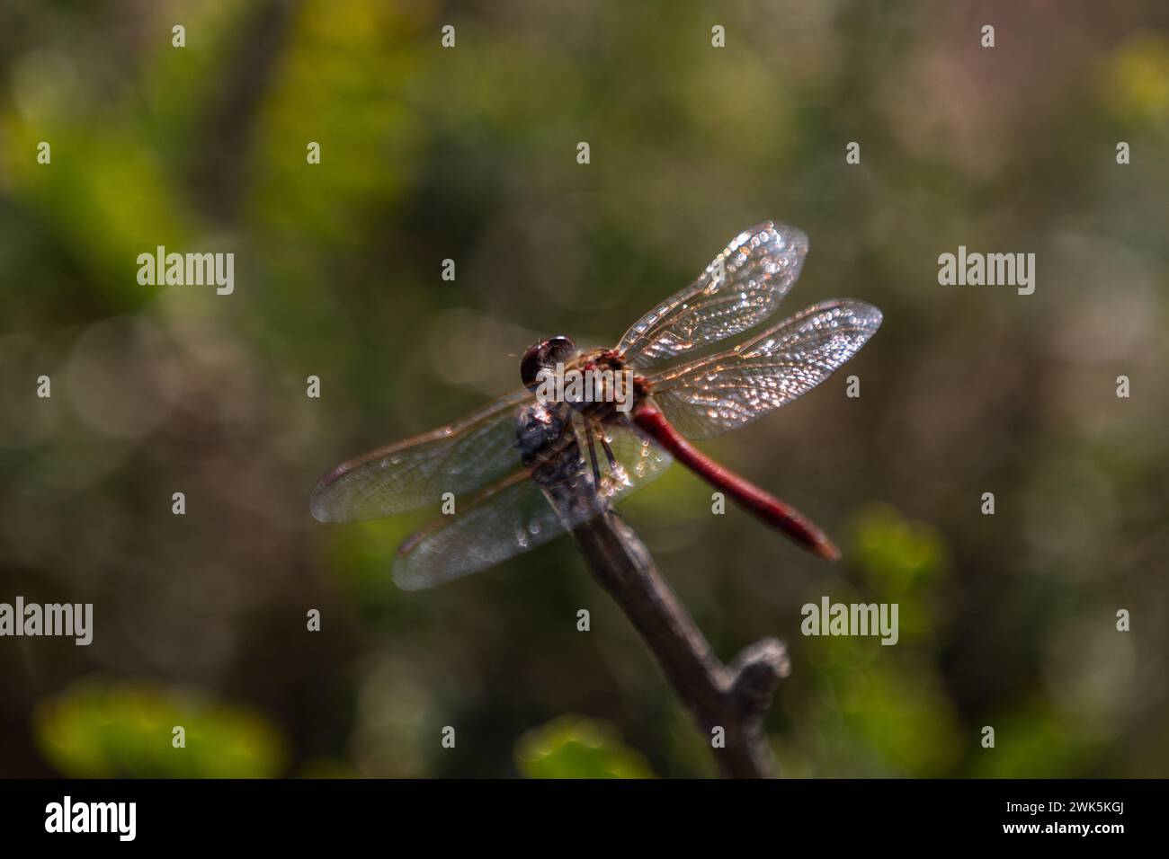 A dragonfly sits with outstretched wings on a small branch against a green background Stock ...