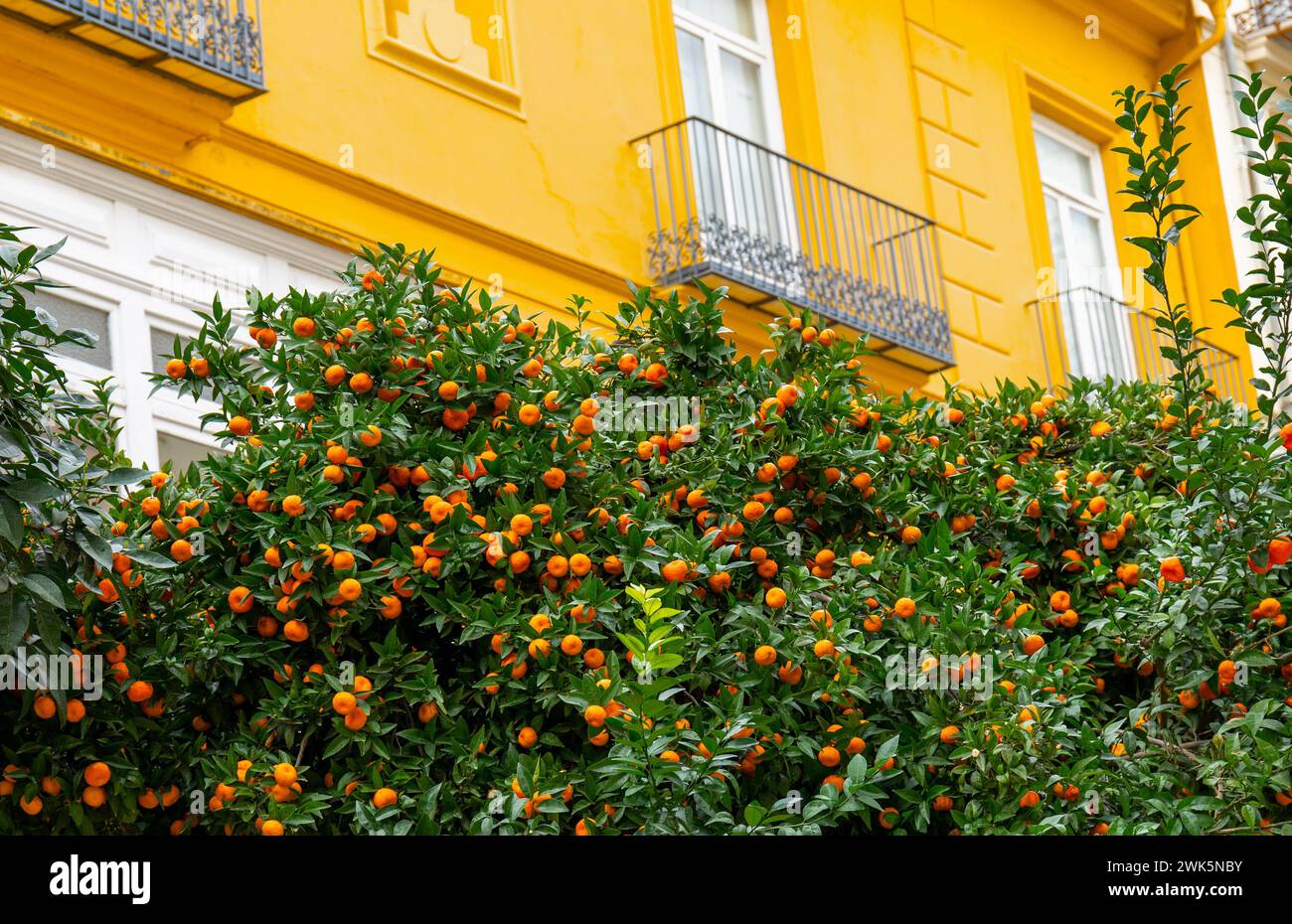 Orange tree with hanging colorful citrus fruits in Valencia, Spain ...