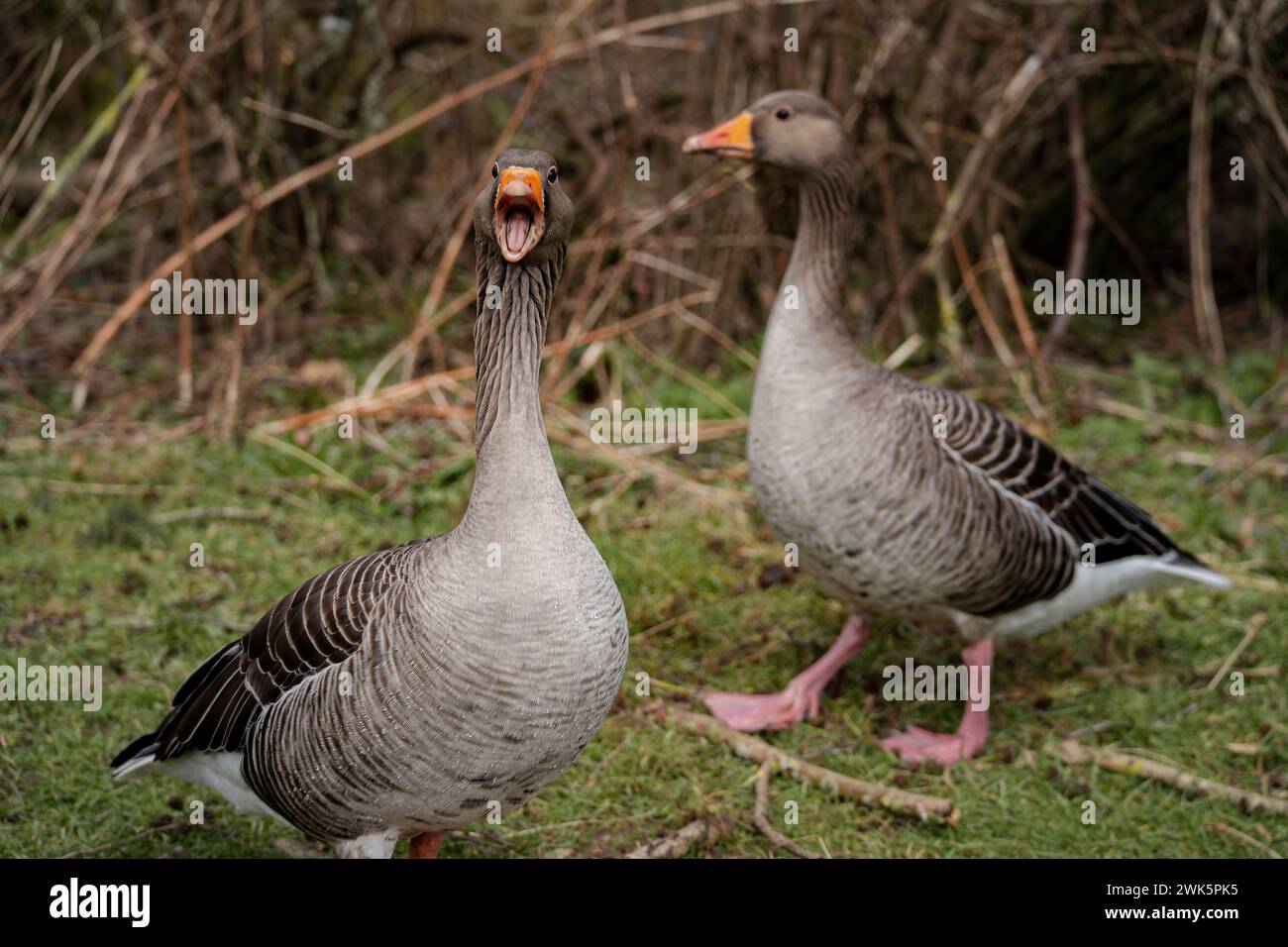 two greylag geese with differing expressions Stock Photo - Alamy