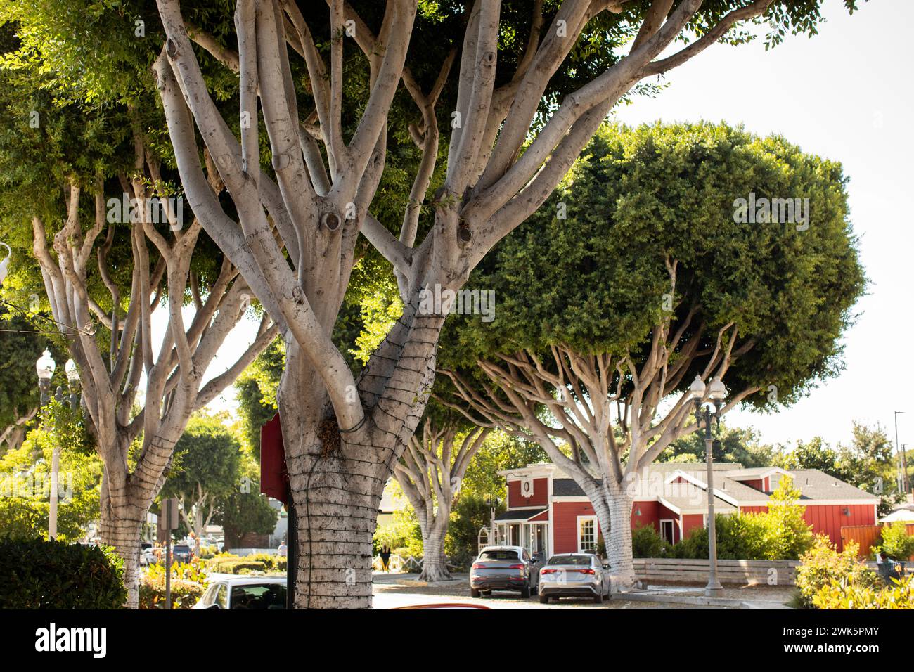 Afternoon sunlight shines on ficus trees that line the streets of ...