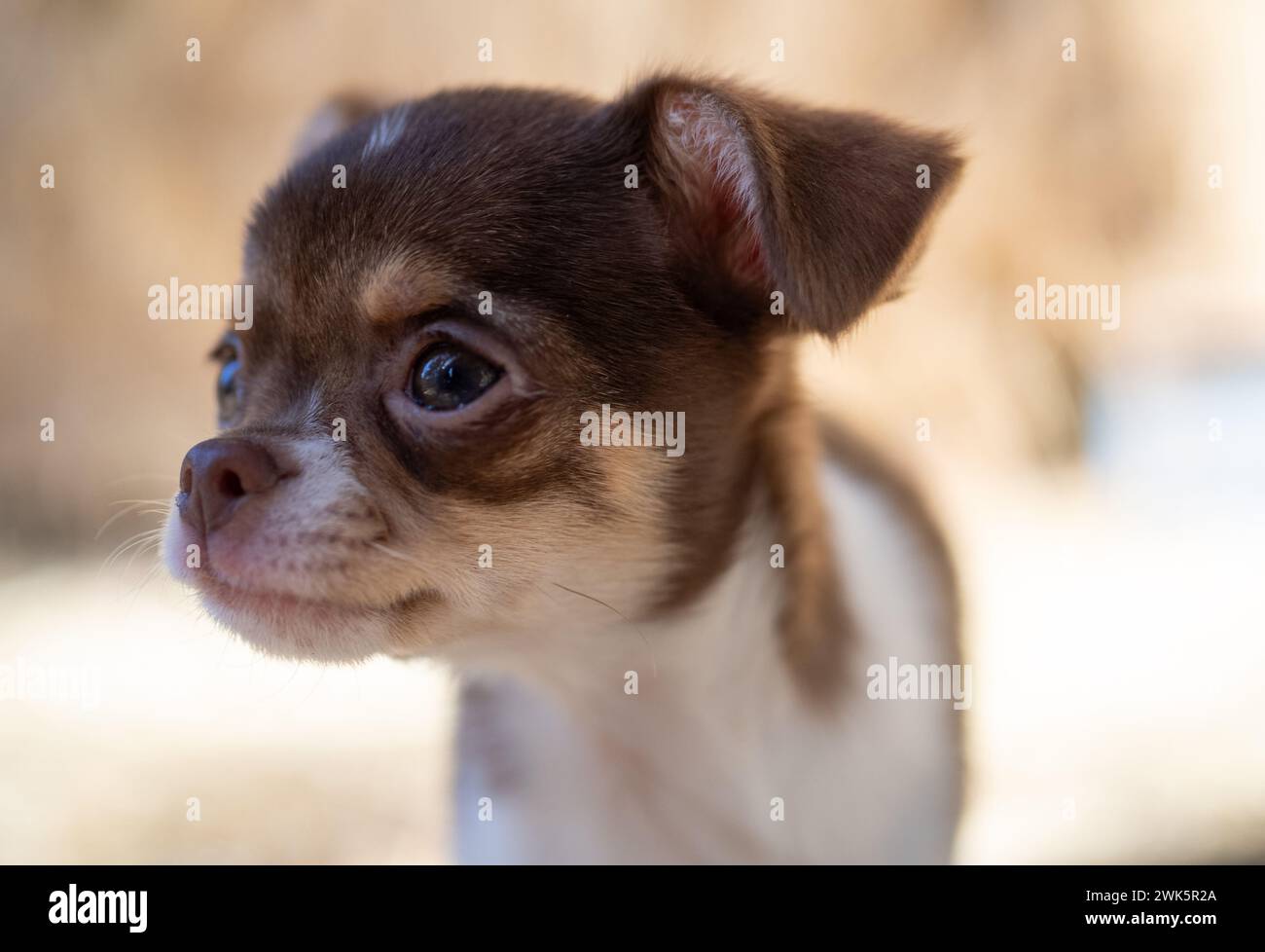 Chihuahua features hi-res stock photography and images - Alamy