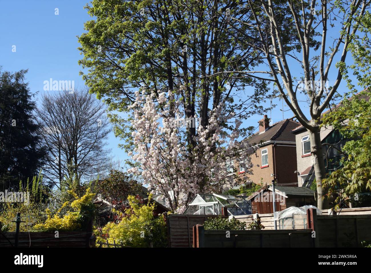 Suburban garden in early spring England UK Stock Photo - Alamy