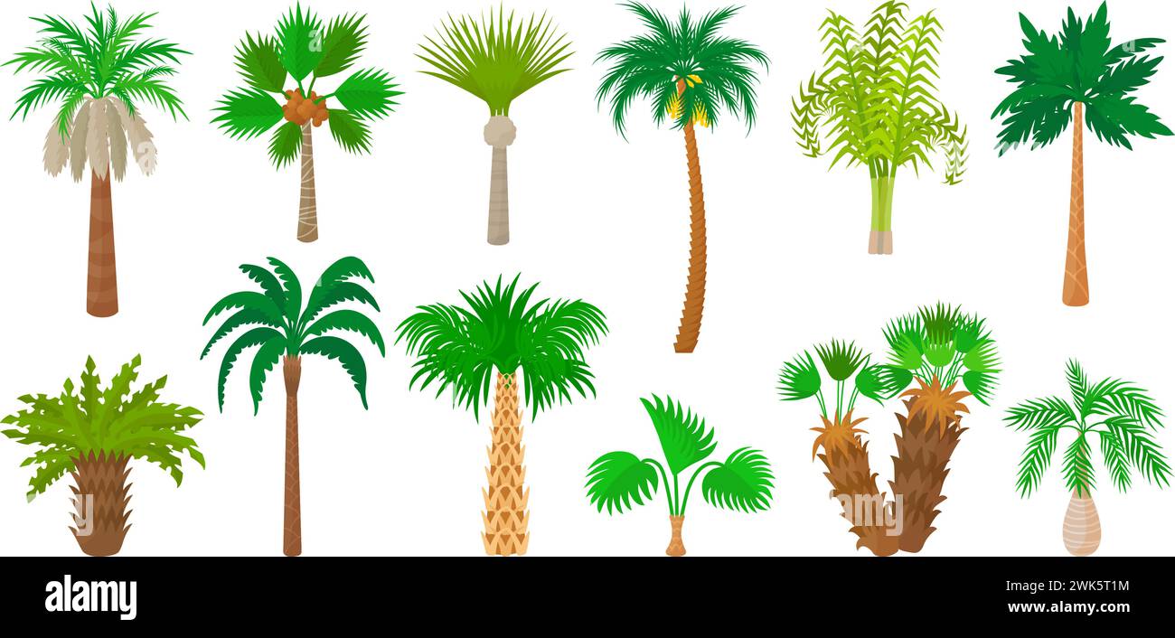 Palm tree clipart. Cartoon palms with leaves, fruits and coconuts ...