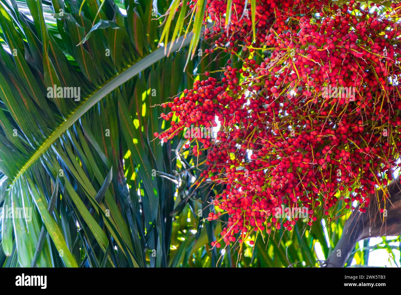 Beautiful tropical palm tree palms trees with red areca betel nuts in ...