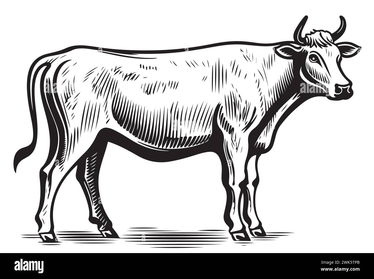 cow is standing sketch engraving illustration style Hand drawn vector ...