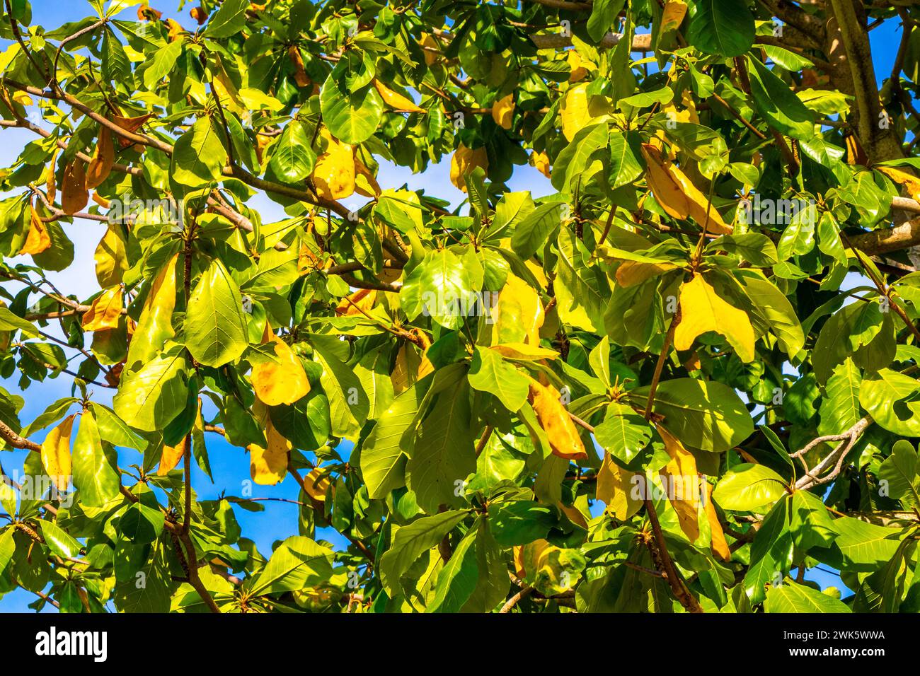 Tropical tree Terminalia catappa sea almond with Nuts seeds in Playa ...