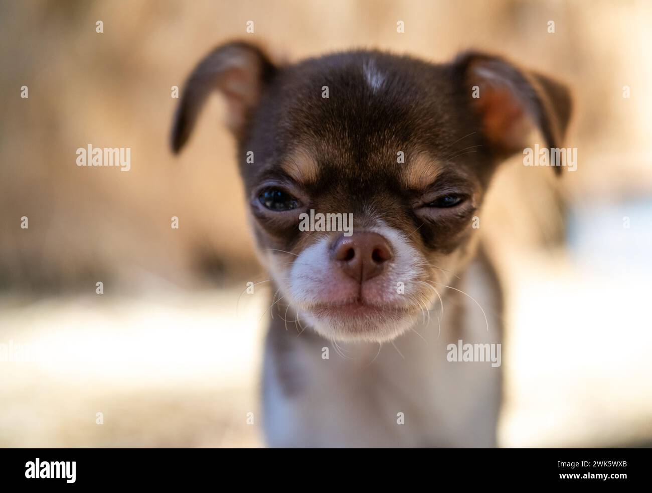 Tiny Chihuahua Puppy with a Stern Look Stock Photo - Alamy
