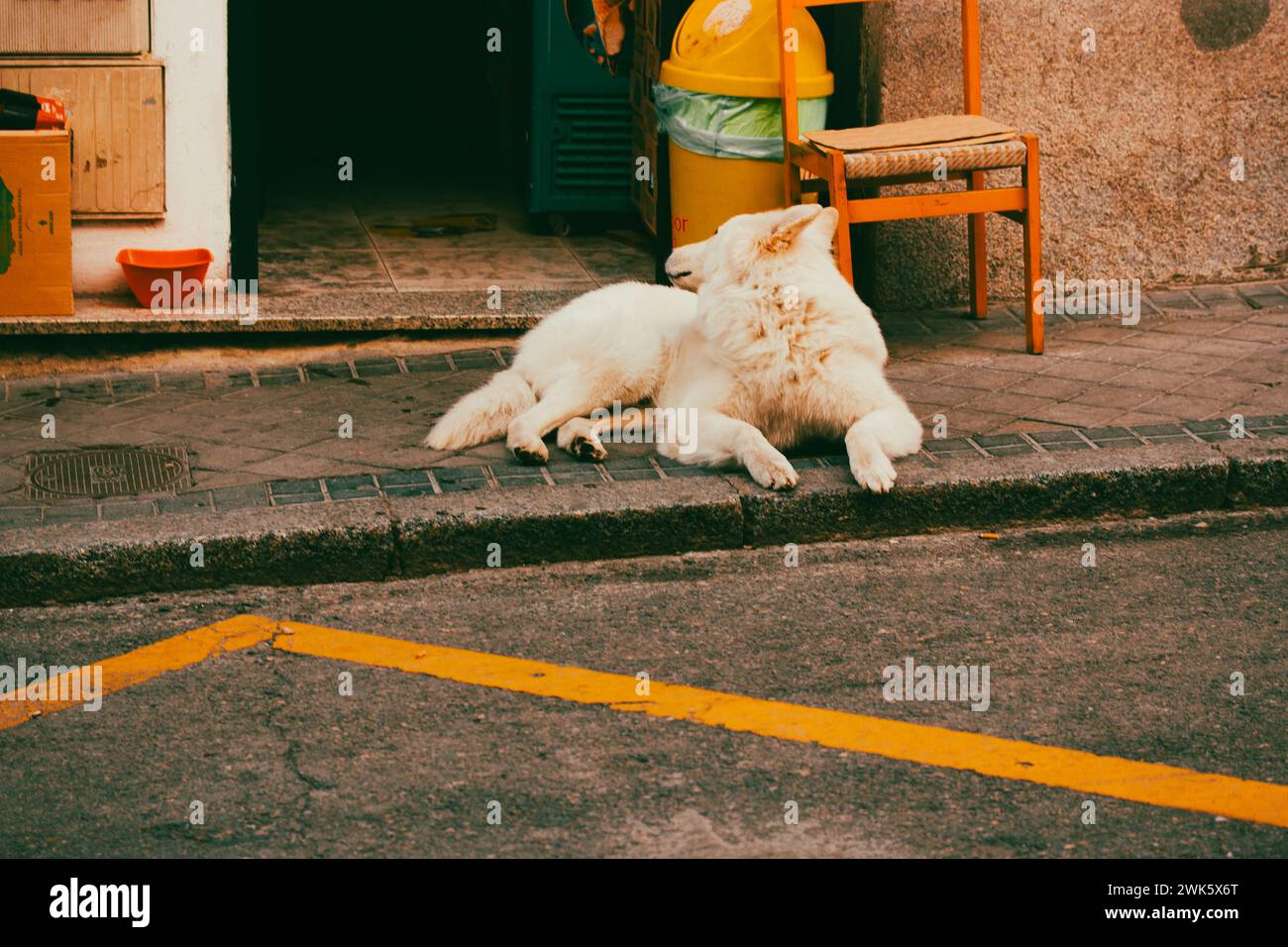 A white large dog lying on a doorstep of a house, looking back. Urban ...
