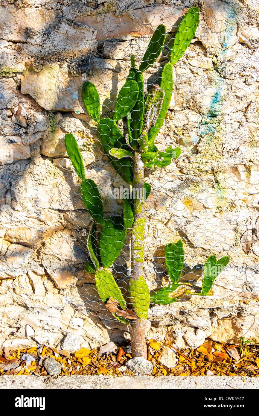 Cactus cacti plant between fence and rock face wall in Playa del Carmen ...