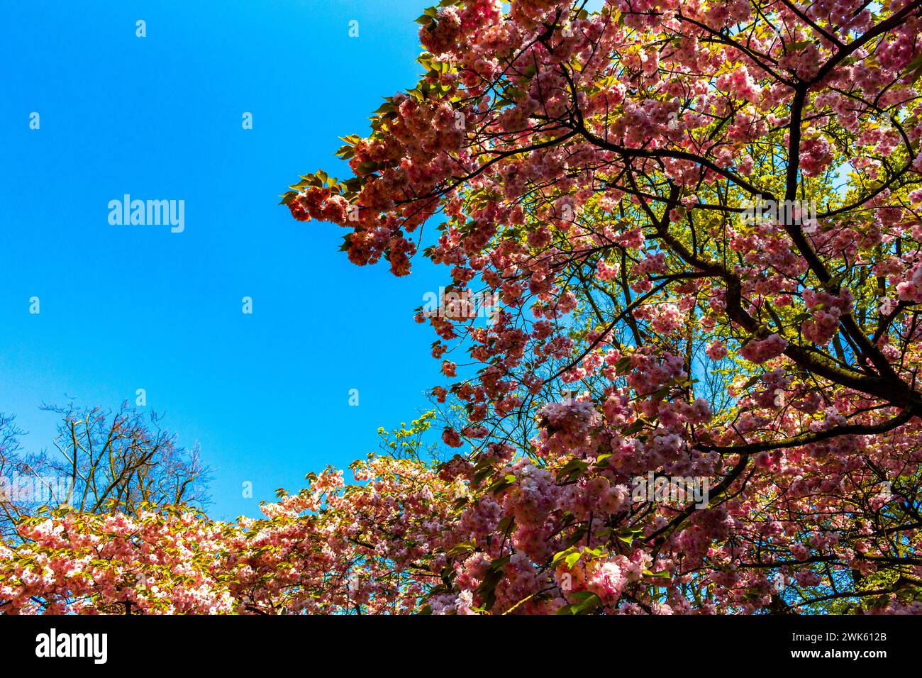 Beautiful flowering trees shrubs and bushes in spring in Keukenhof ...