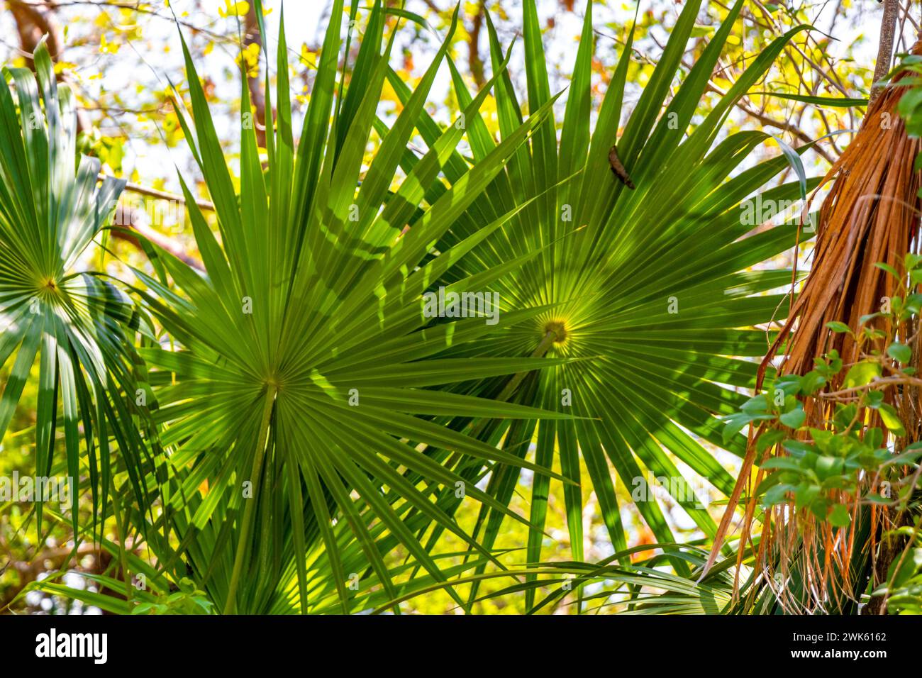 Palm tree leaves seeds fruits of a tropical green exotic and Caribbean ...