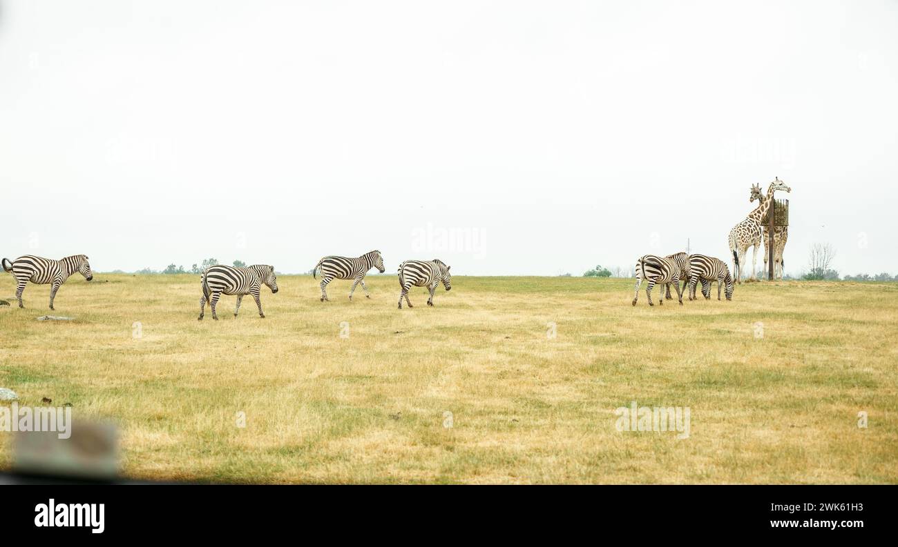 Group of wild zebras, giraffe eating grass in safari zoo park. Flock of ...