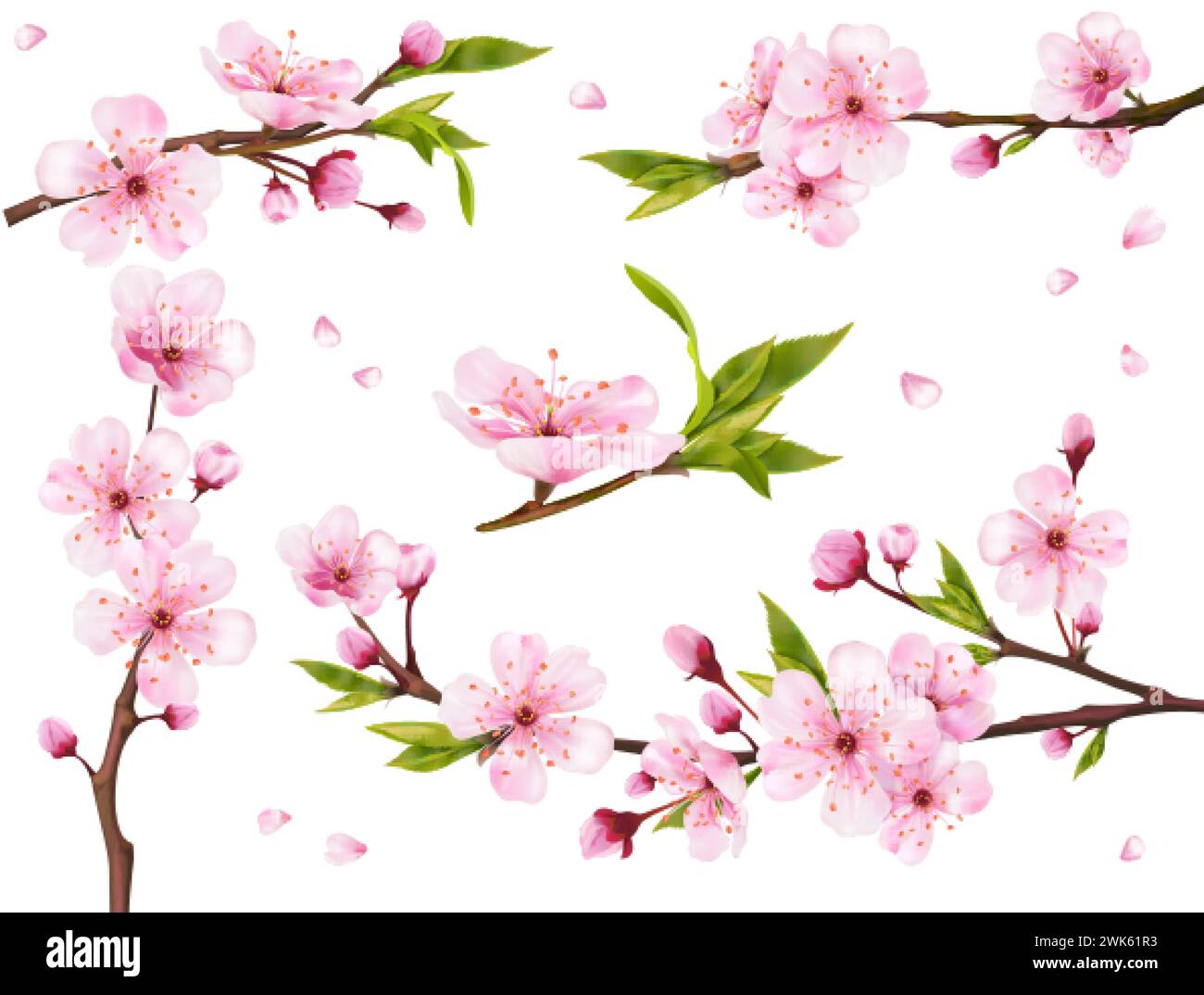Realistic sakura branches. Blossom cherry branch flowers, asian ...