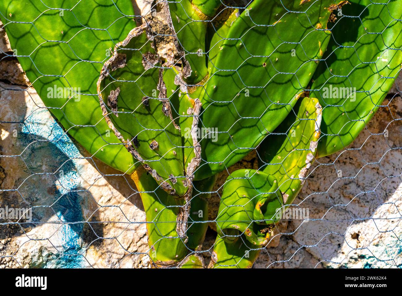 Cactus cacti plant between fence and rock face wall in Playa del Carmen ...
