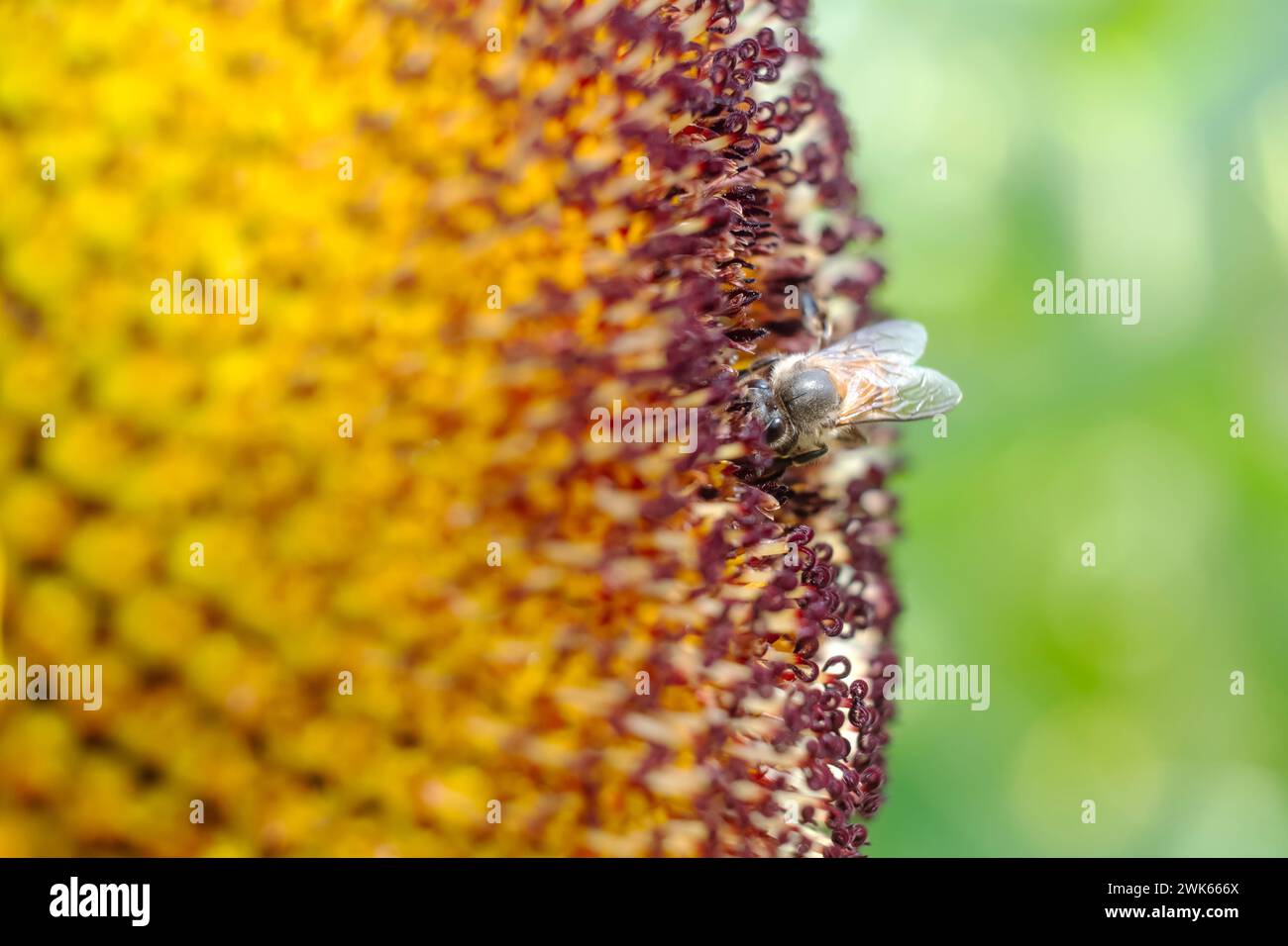 Honey Bee and Sunflower for nature background Stock Photo - Alamy