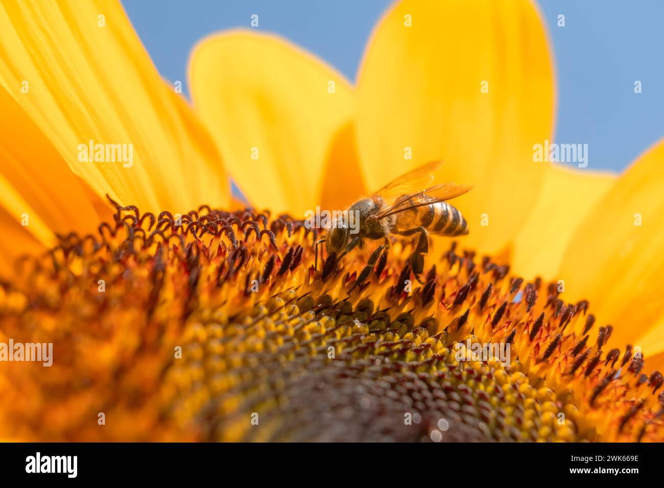 Honey Bee and Sunflower for nature background Stock Photo - Alamy