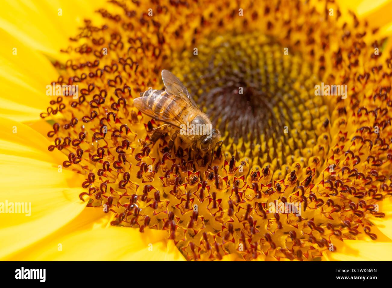 Honey Bee and Sunflower for nature background Stock Photo - Alamy
