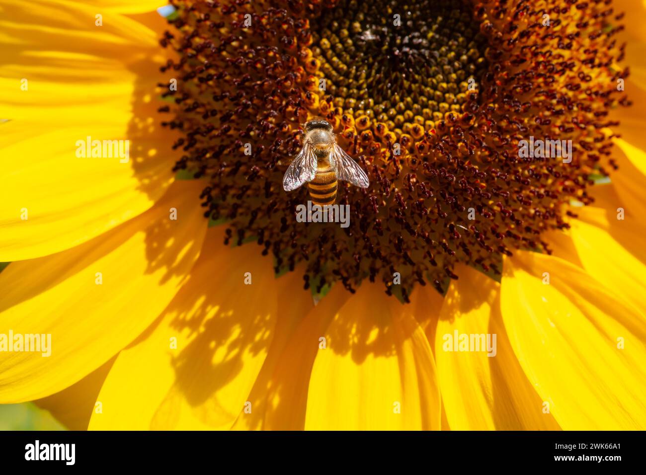 Honey Bee and Sunflower for nature background Stock Photo - Alamy
