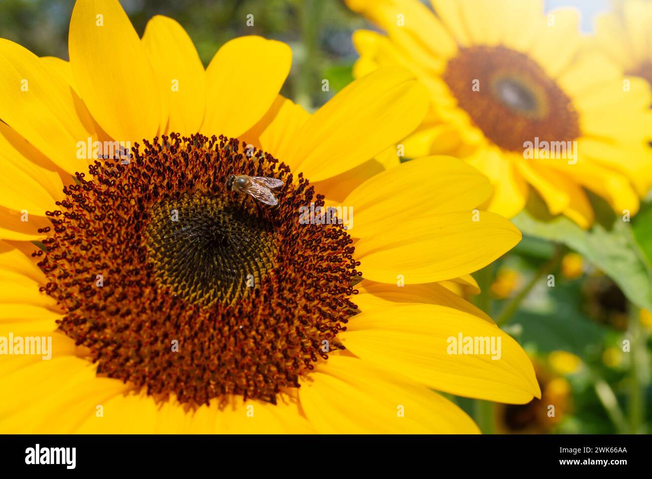 Honey Bee and Sunflower for nature background Stock Photo - Alamy