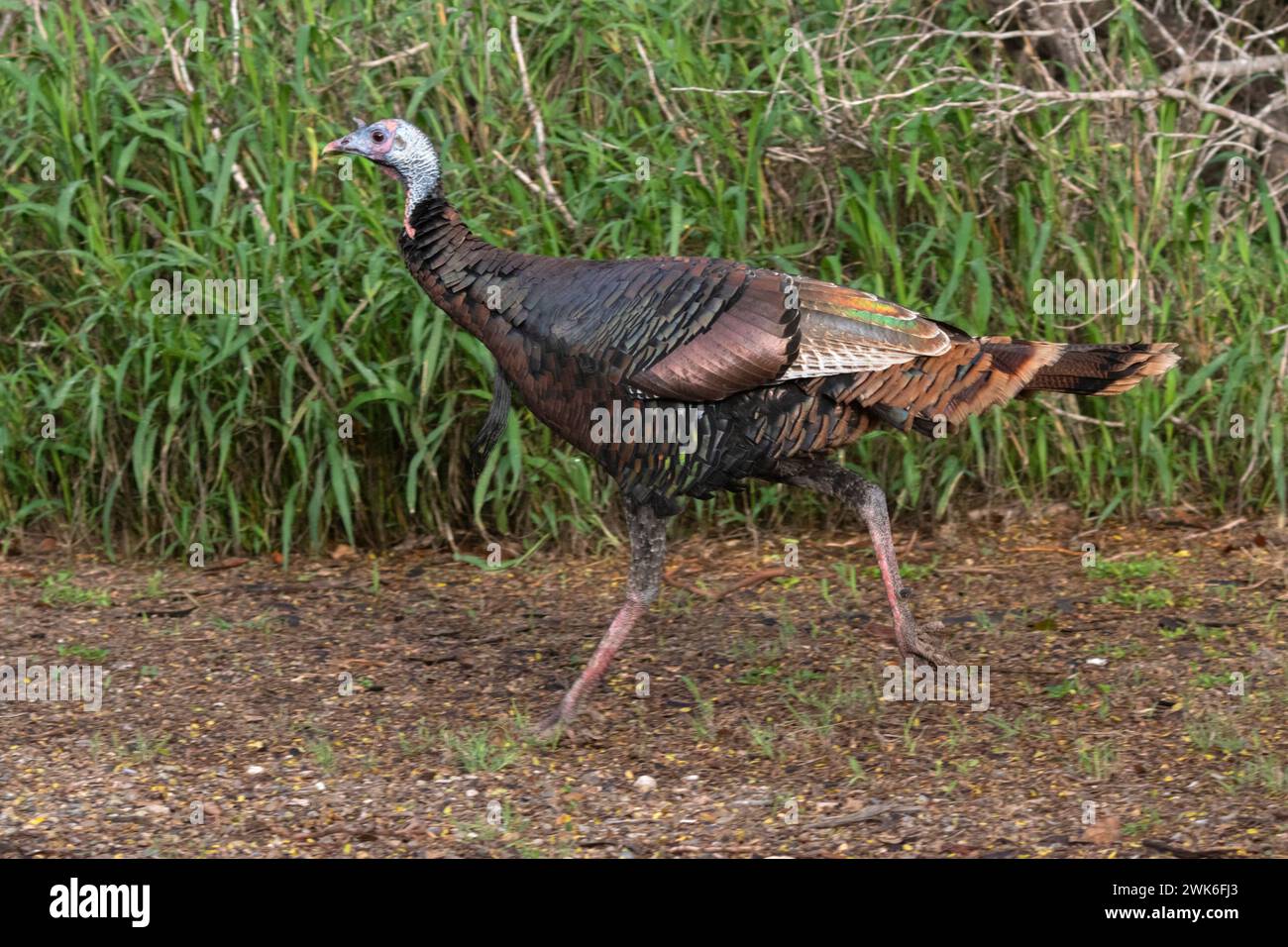 The wild turkey (Meleagris gallopavo) crossing the trail at Bentsen Rio ...