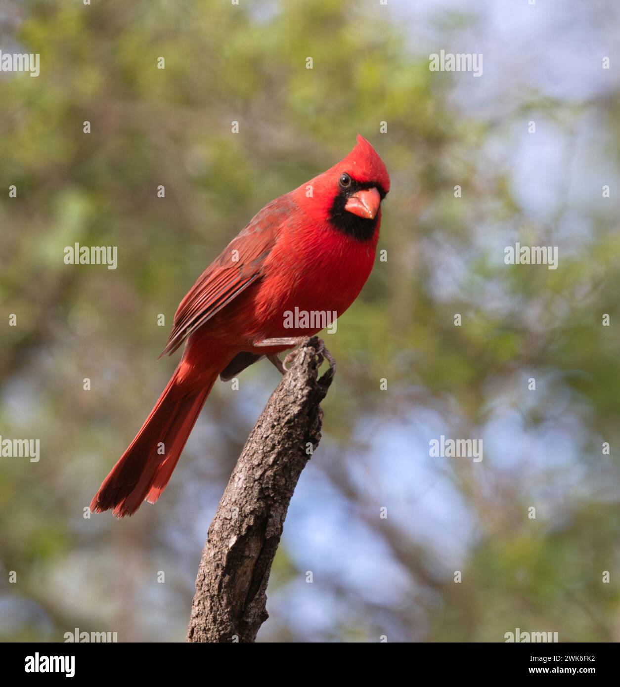 Northern cardinal (Cardinalis cardinalis) at Bentsen Rio Grande Valley ...
