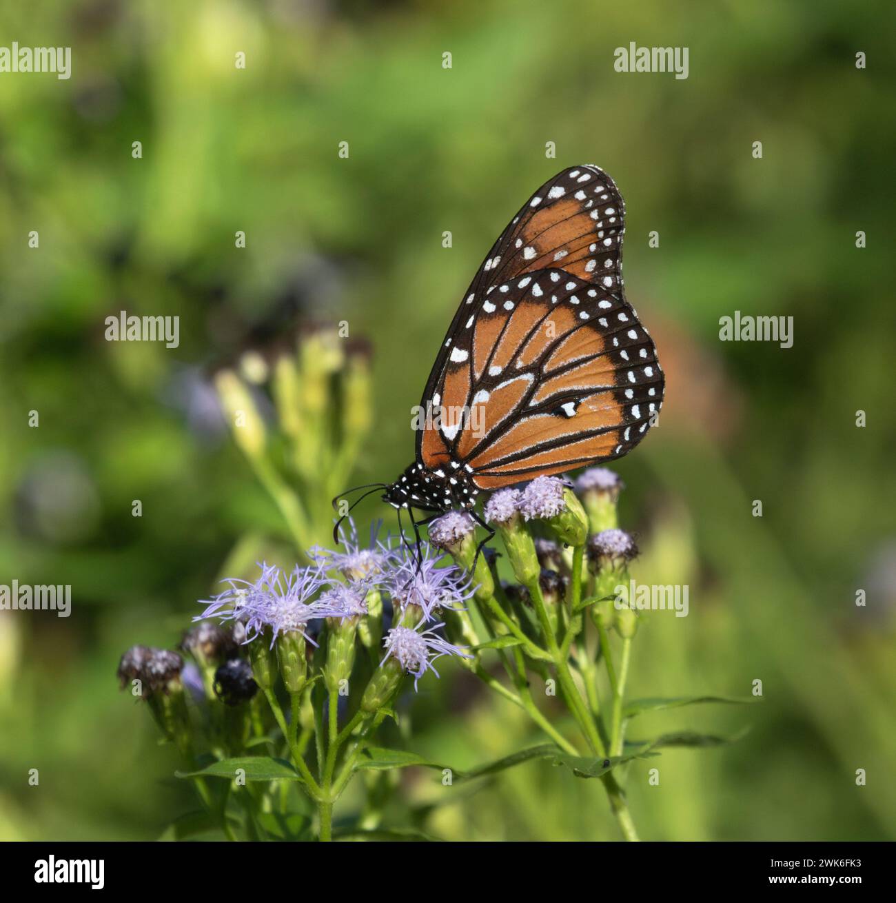 Queen butterfly danaus gilippus hi-res stock photography and images - Alamy