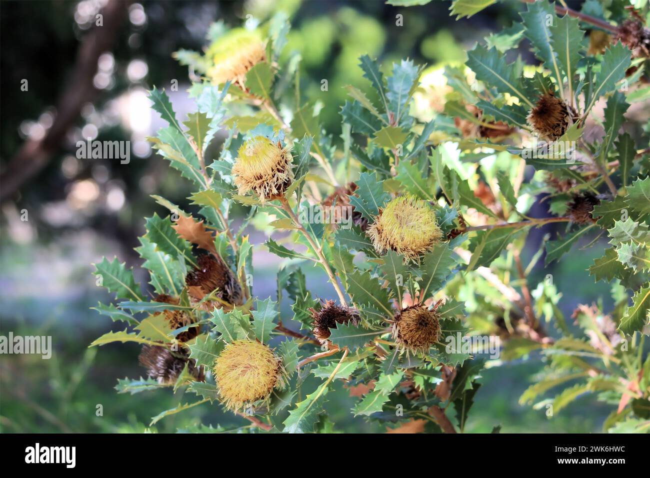 Australian native plant hi-res stock photography and images - Alamy