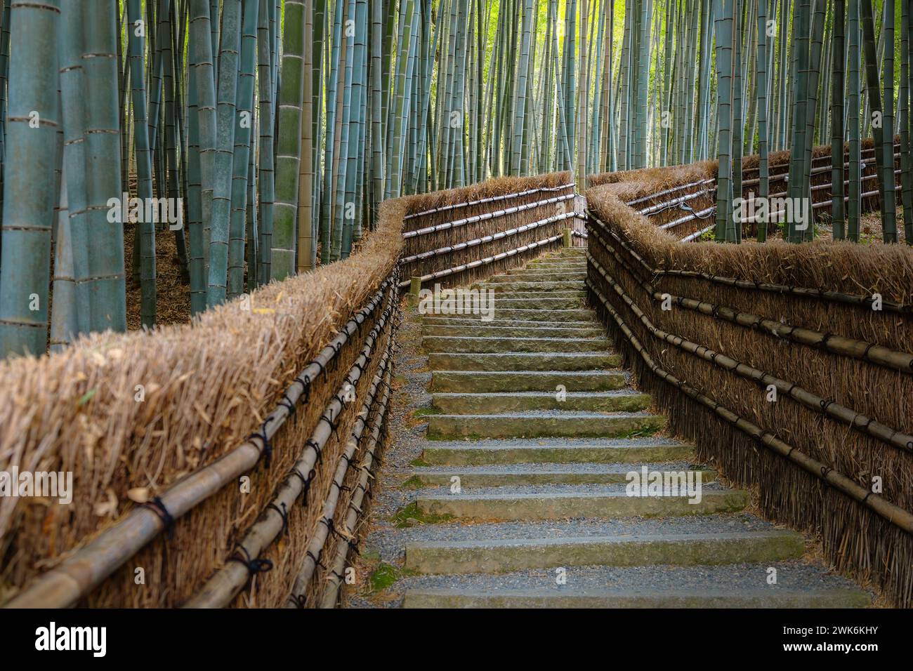 A Bamboo Grove at Adashino Nenbutsuji Temple in Kyoto, Japan Stock ...