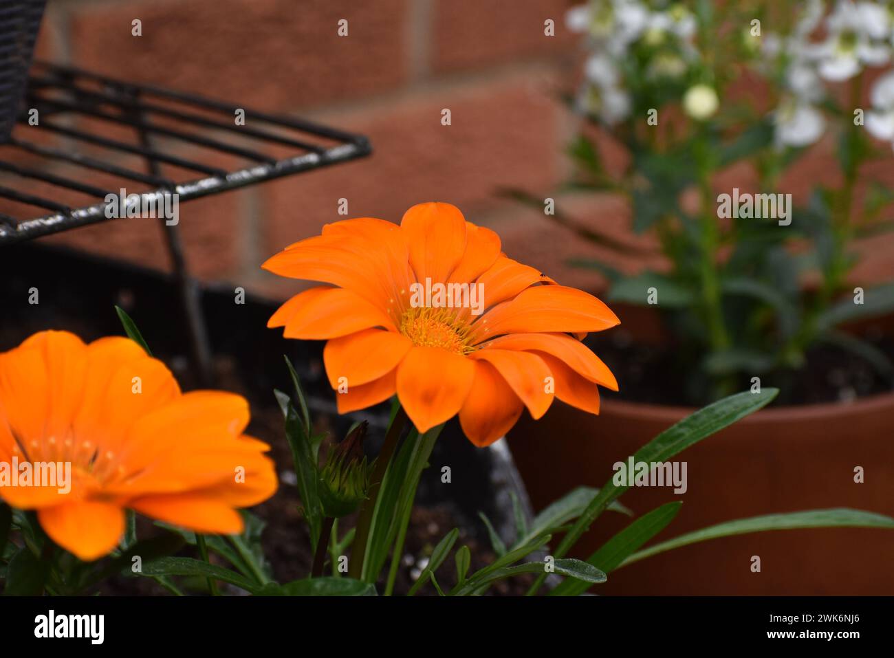 Bright orange flower planted in old barbeque grill. This flower is also ...