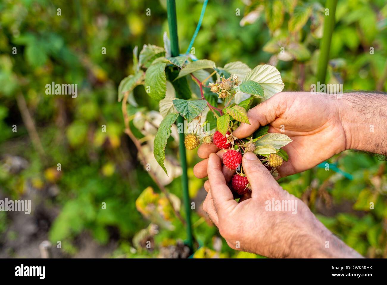 Male hand picking raspberries in hi-res stock photography and images ...