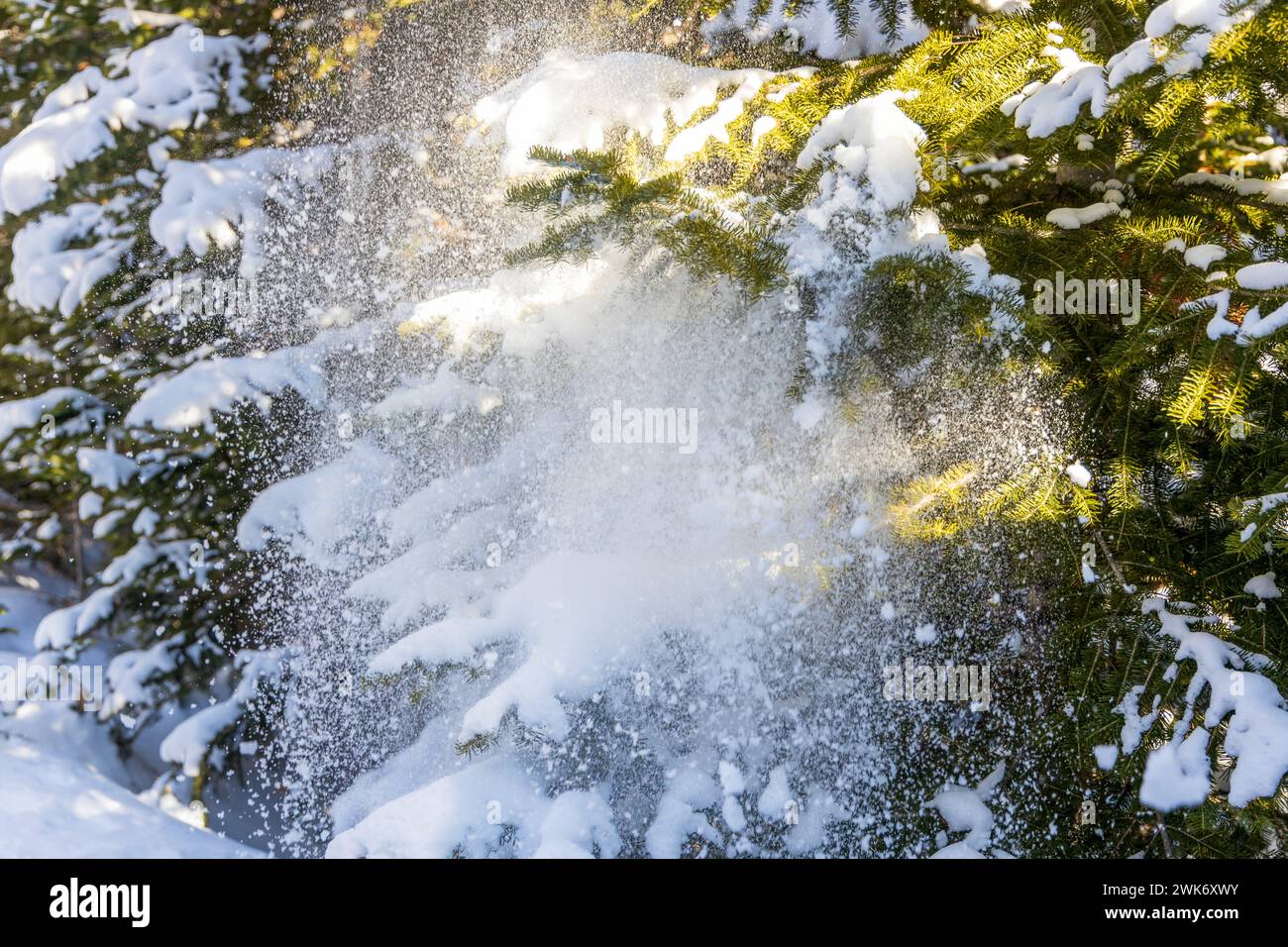 Snowflakes falling in national forest hi-res stock photography and ...