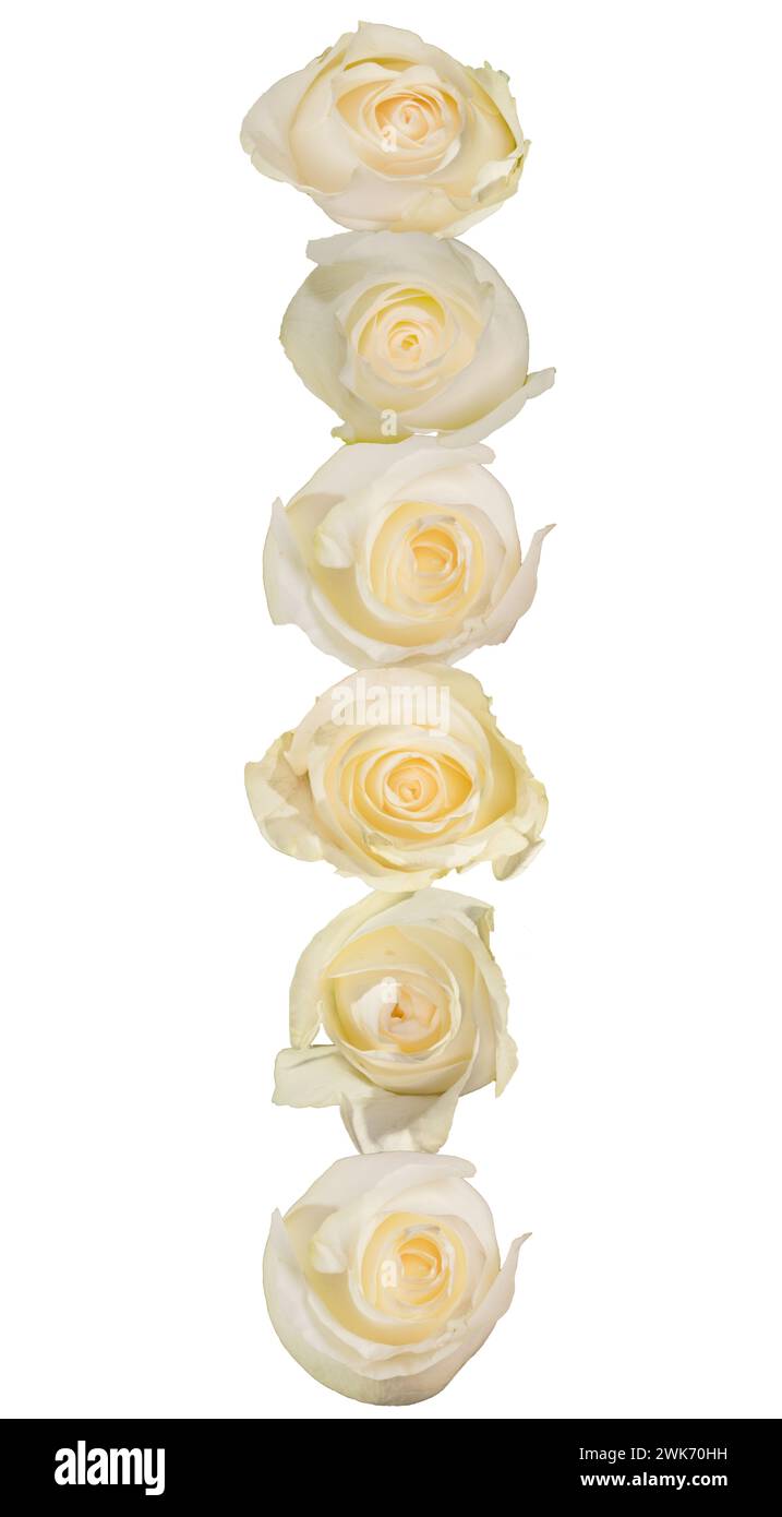 White roses employed to spelt letter I creating interesting and ...
