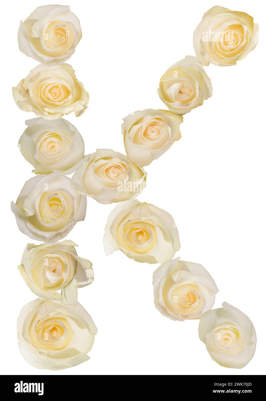 Wiote rose hi-res stock photography and images - Alamy